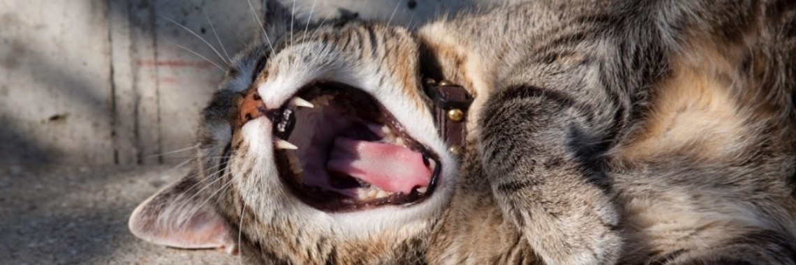 When Cats Are In Heat Yoors
